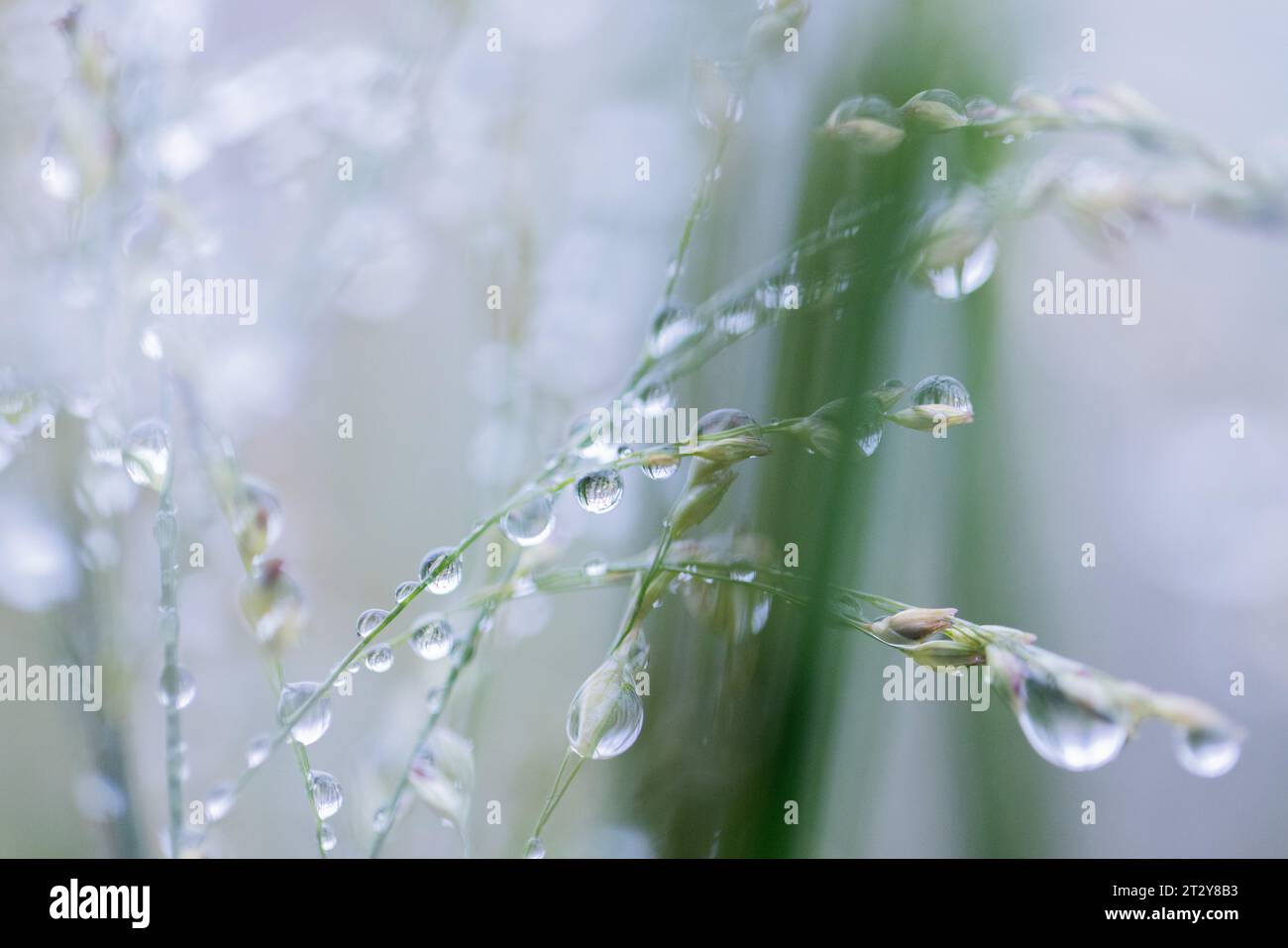 Cologne, Germany. 22nd Oct, 2023. Raindrops are seen on a switchgrass ...