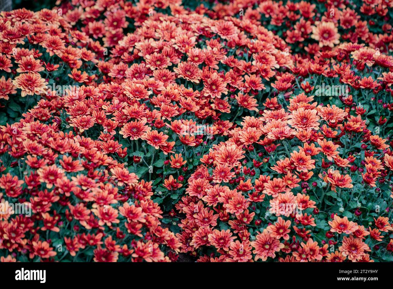 a close-up image of a garden of peach coloured garden mum flowers Stock ...