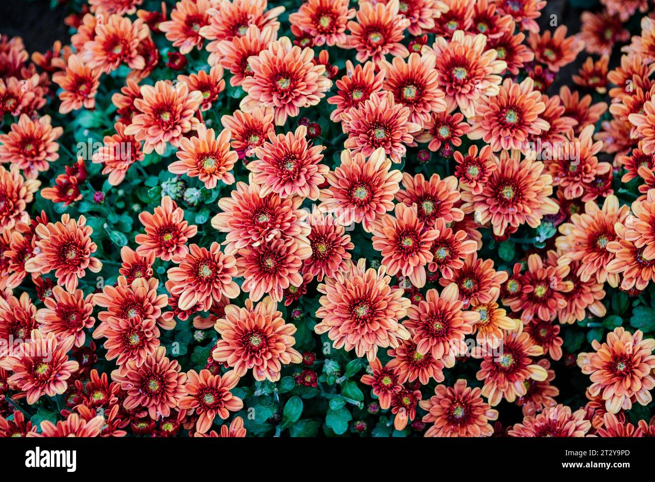 a birds eye view over a large garden mum plant covered in peach ...