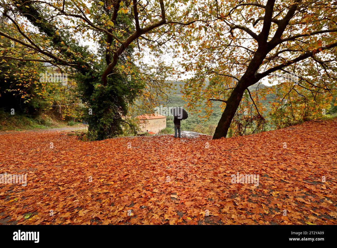 Autumn landscape with myriads of leaves fallen off large oak trees, in ...
