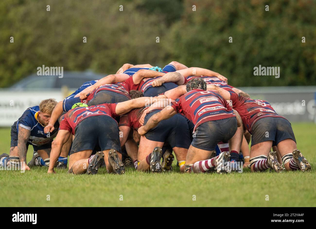 Scrum rugby hi-res stock photography and images - Alamy