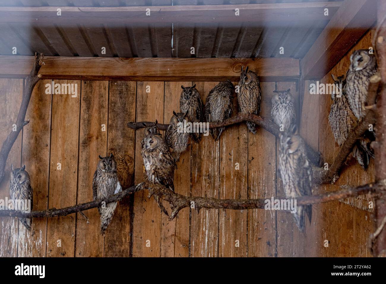 Lviv, Ukraine. 21st Oct, 2023. Rescued owls from Kherson region are ...
