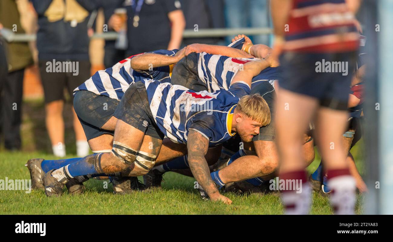 English amateur Rugby Union players playing in a league game and packed ...