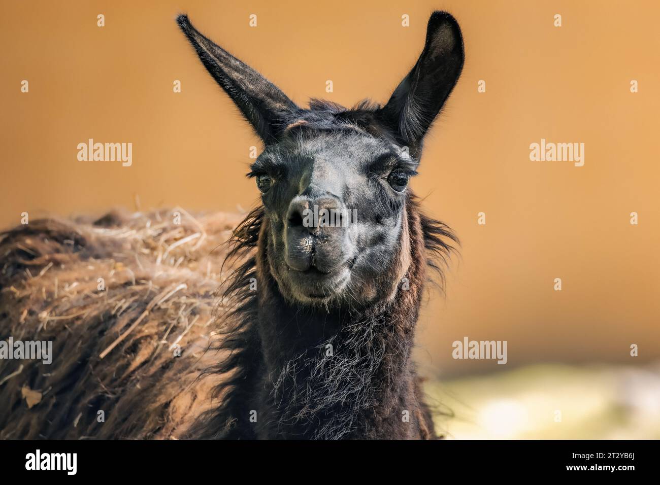 Close-up shot of a cute and friendly llama with a friendly expression ...