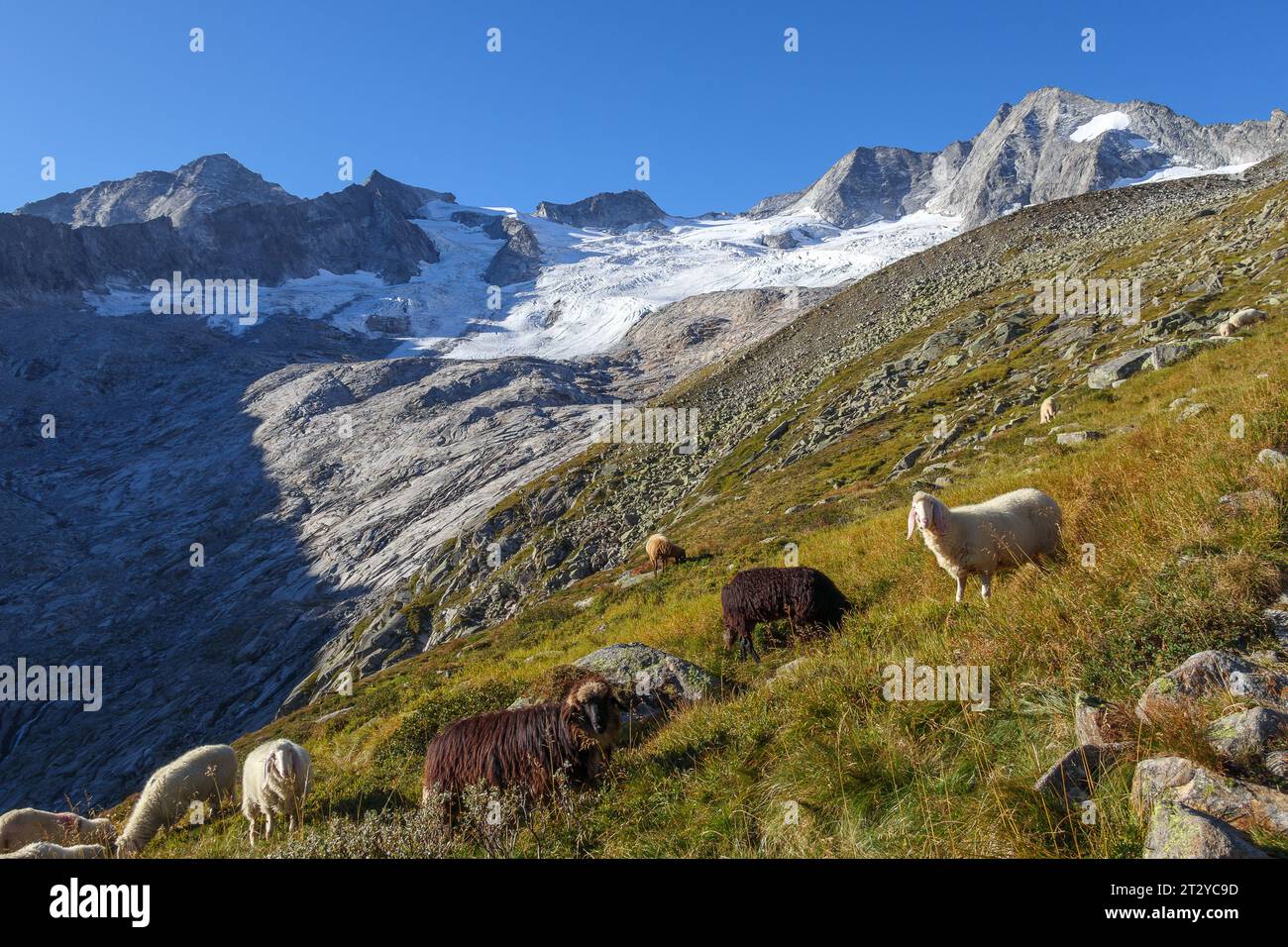 Sheep grazing on alpine meadow. View on Waxeggkees glacier. Upper ...