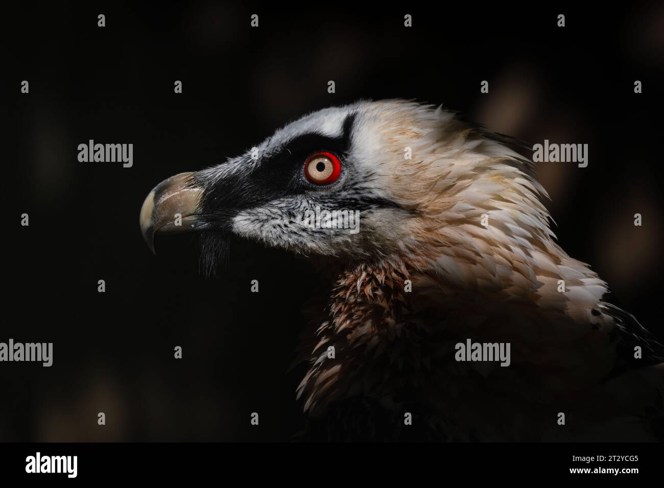 Bearded Vulture - Gypaetus barbatus, portrait of very large bird of ...