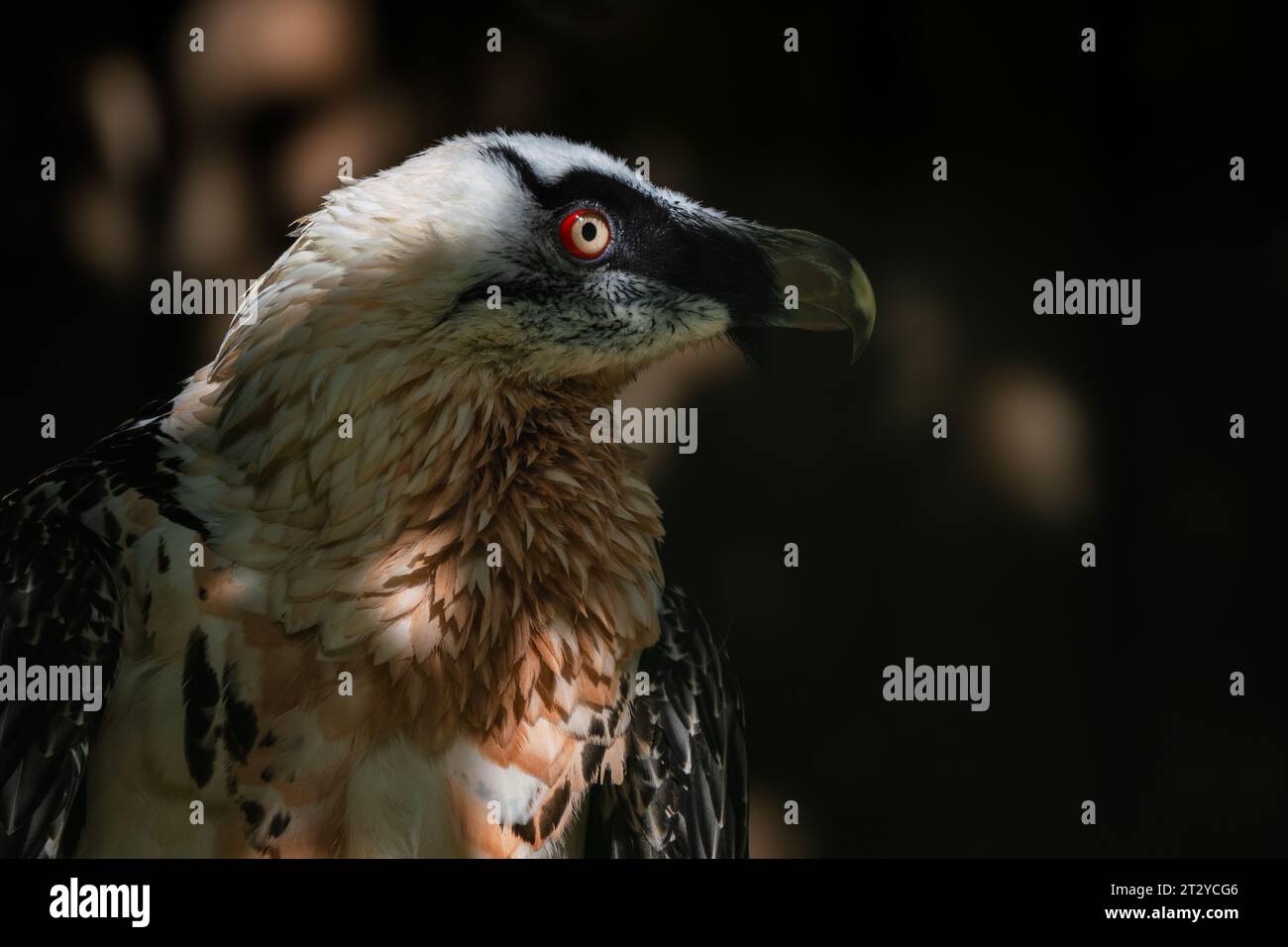 Bearded Vulture - Gypaetus barbatus, portrait of very large bird of ...