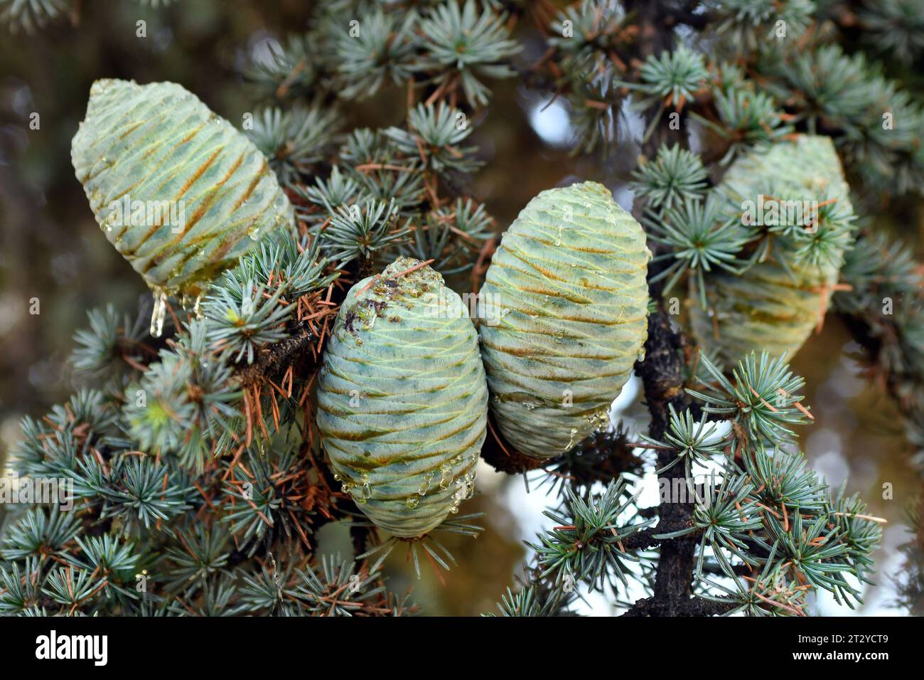 Cyprus endemic hi-res stock photography and images - Alamy