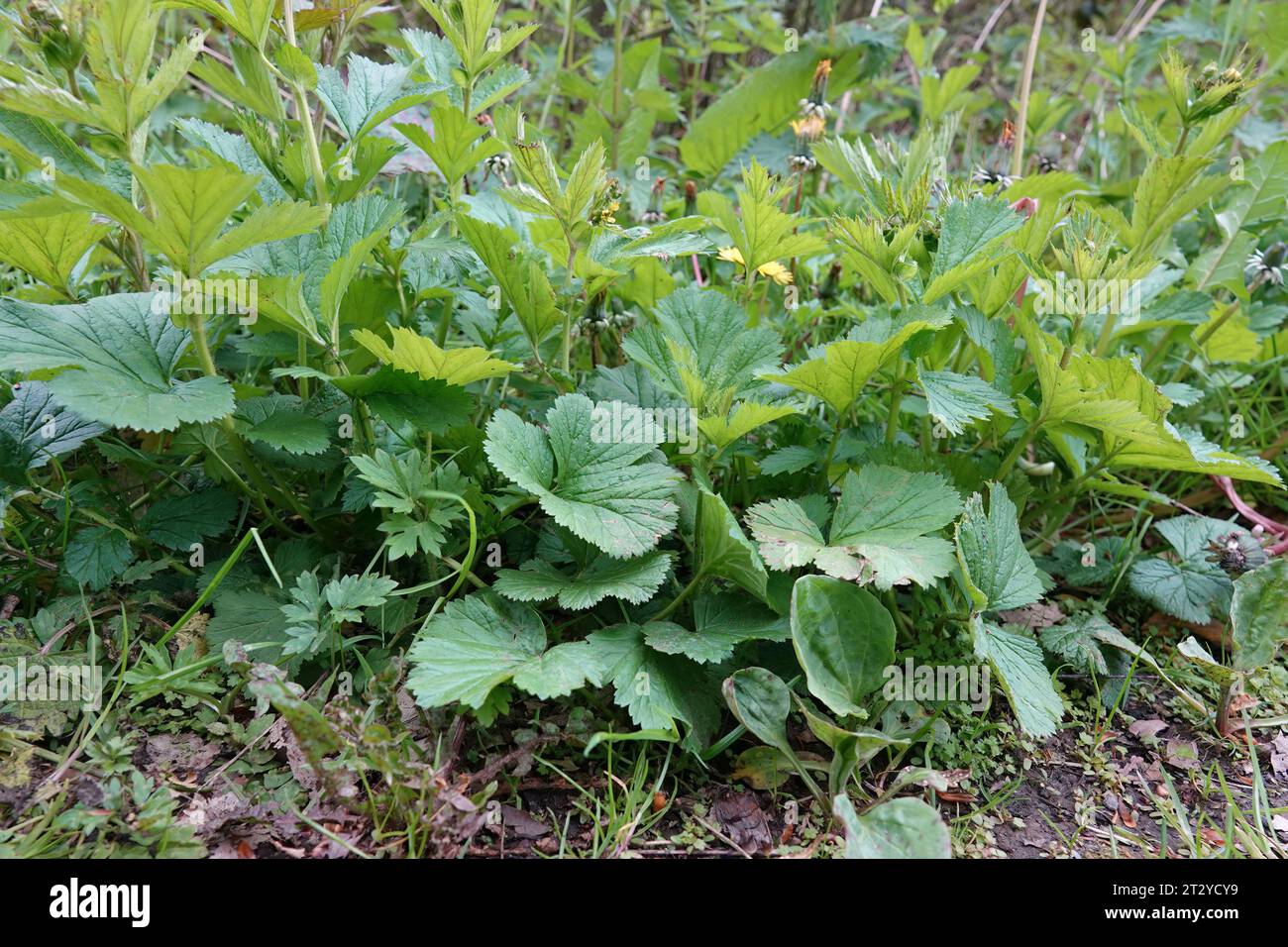 Natural closeup on an emerging young largeleaf avens wildflower plant ...