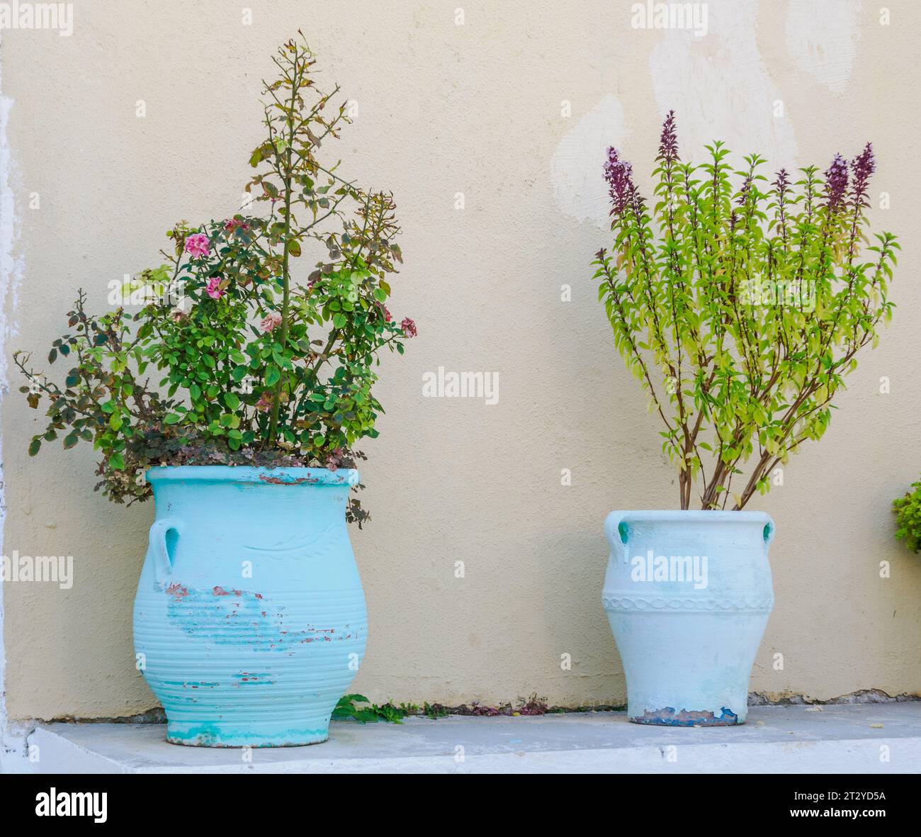 Potted plants in Panagia Theotokos Monastery above Paleokastritsa on ...