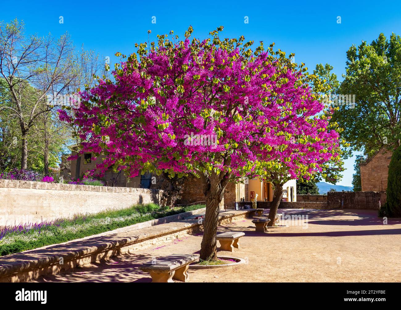 Cercis siliqustrum, judas tree in flower Stock Photo - Alamy