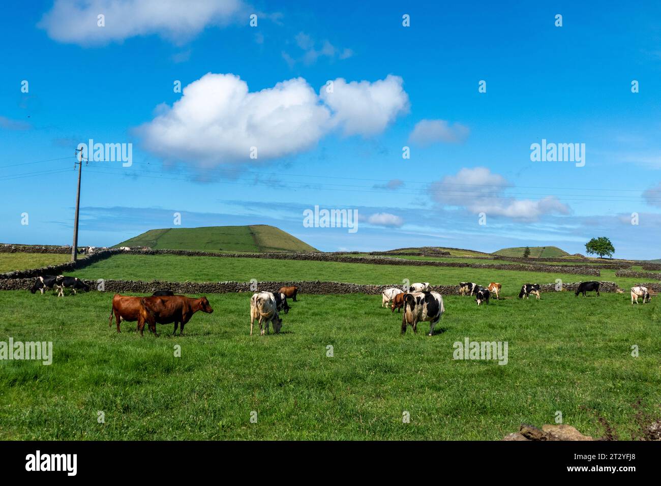 Sao miguel dairy farm hi-res stock photography and images - Alamy