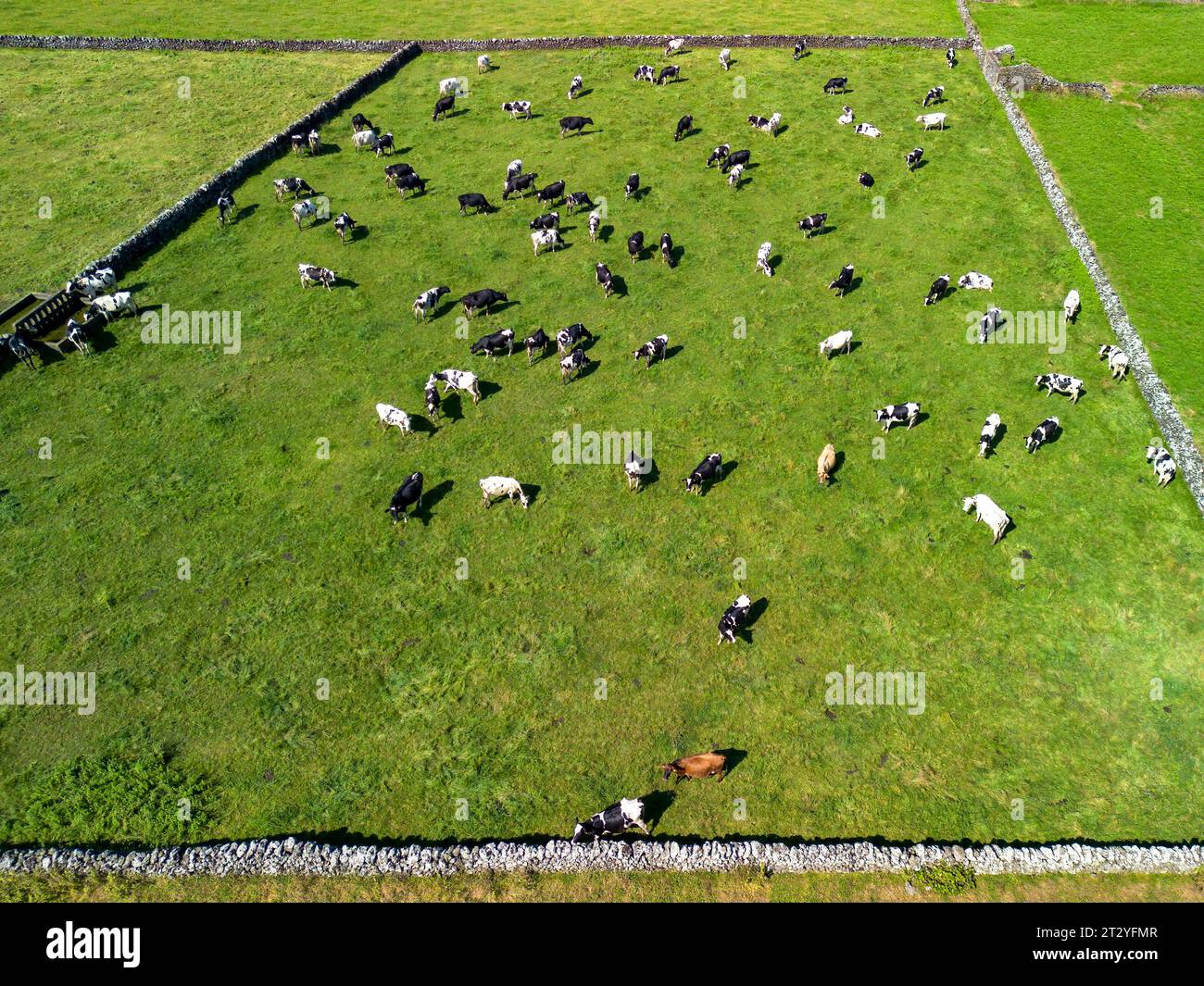 Herd of dairy cows in Azores Stock Photo - Alamy