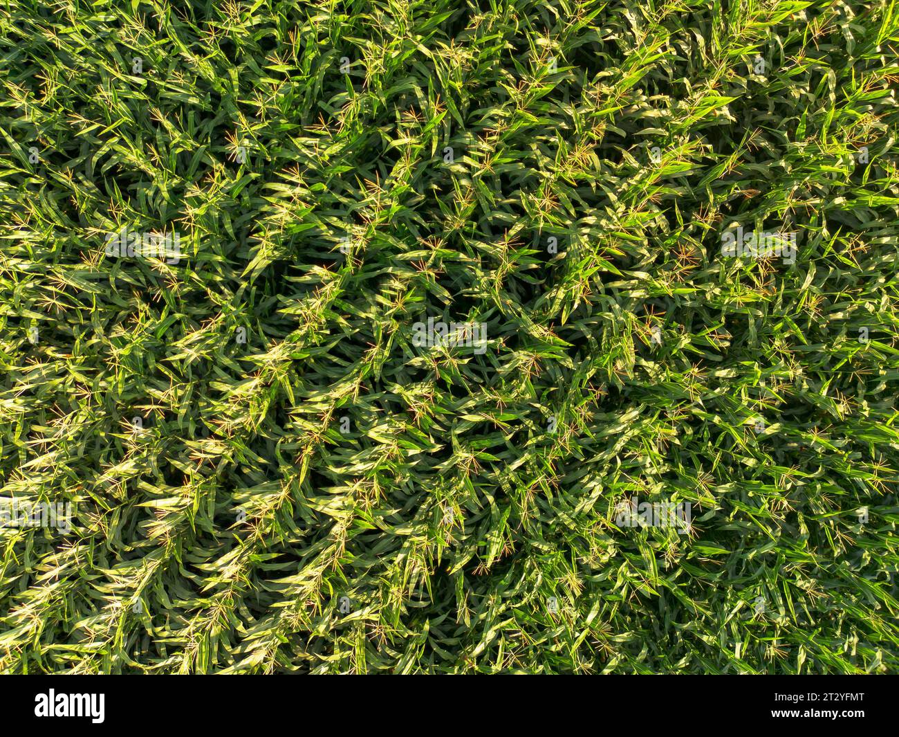 Corn field before harvesting. Natural green background Stock Photo - Alamy
