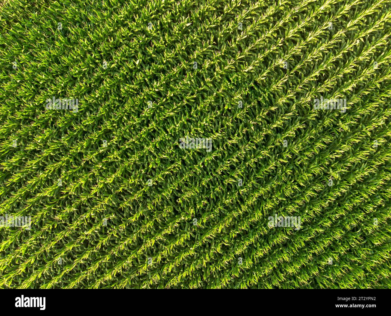 Corn field before harvesting. Natural green background Stock Photo - Alamy