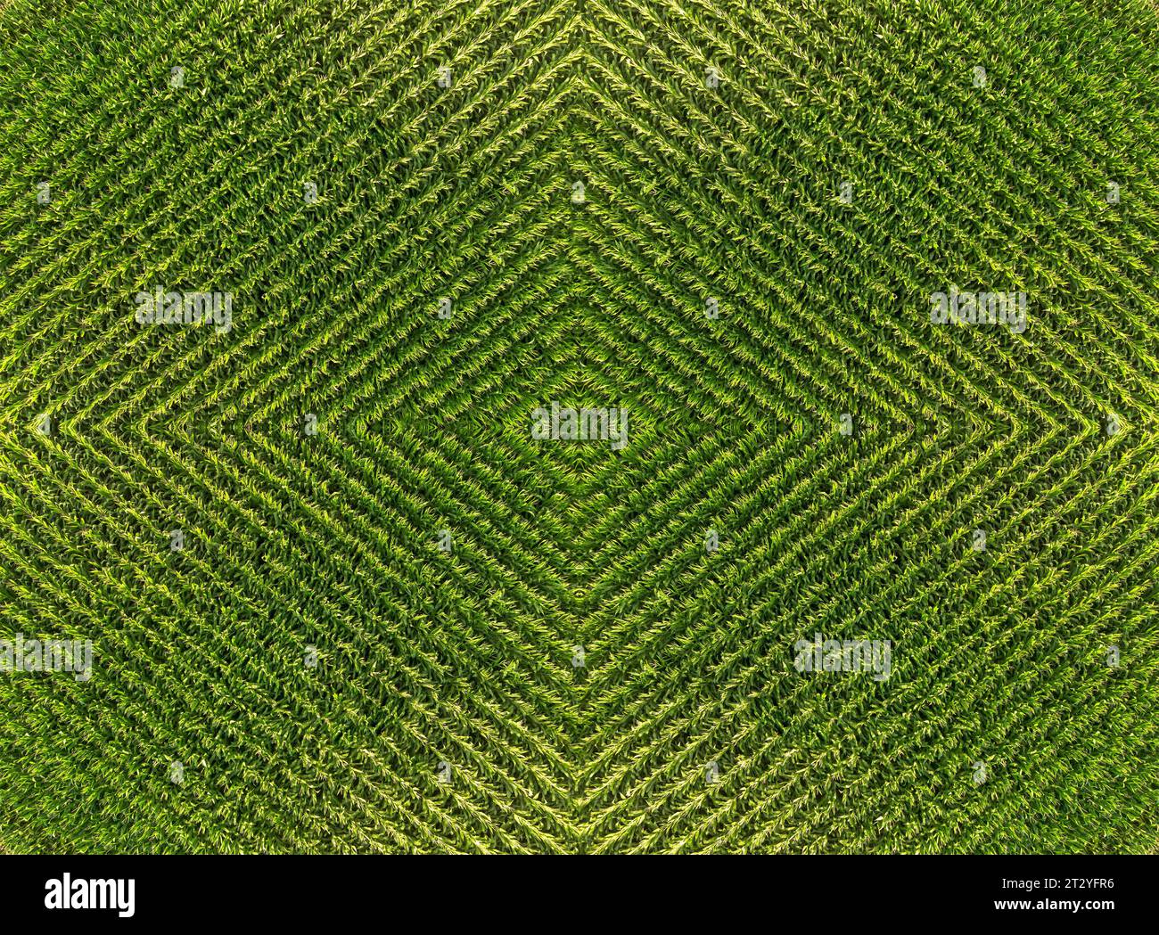 Corn field before harvesting. Natural green background Stock Photo - Alamy