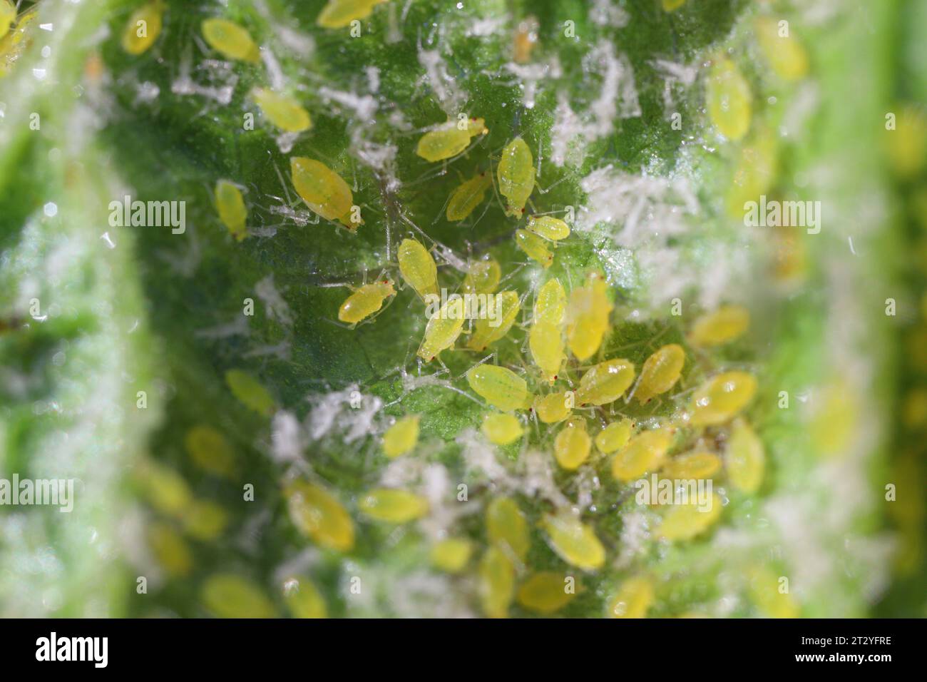 Currant leaves inhabited by Red currant blister aphid (latin name is ...