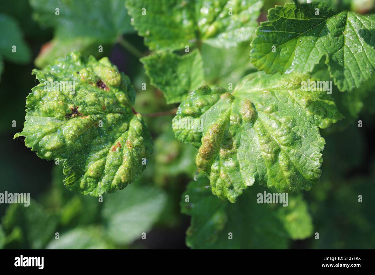 Currant leaves inhabited by Red currant blister aphid (latin name is ...