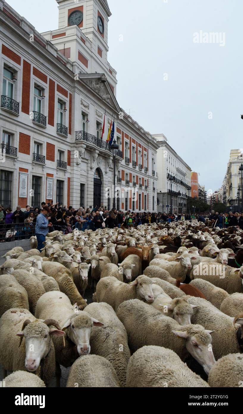 Madrid, Madrid, Spain. 22nd Oct, 2023. A flock of 1,100 sheep and 200 ...