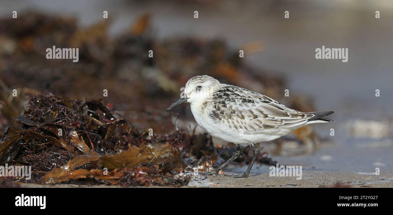 Sanderling in winter plumage hi-res stock photography and images - Alamy