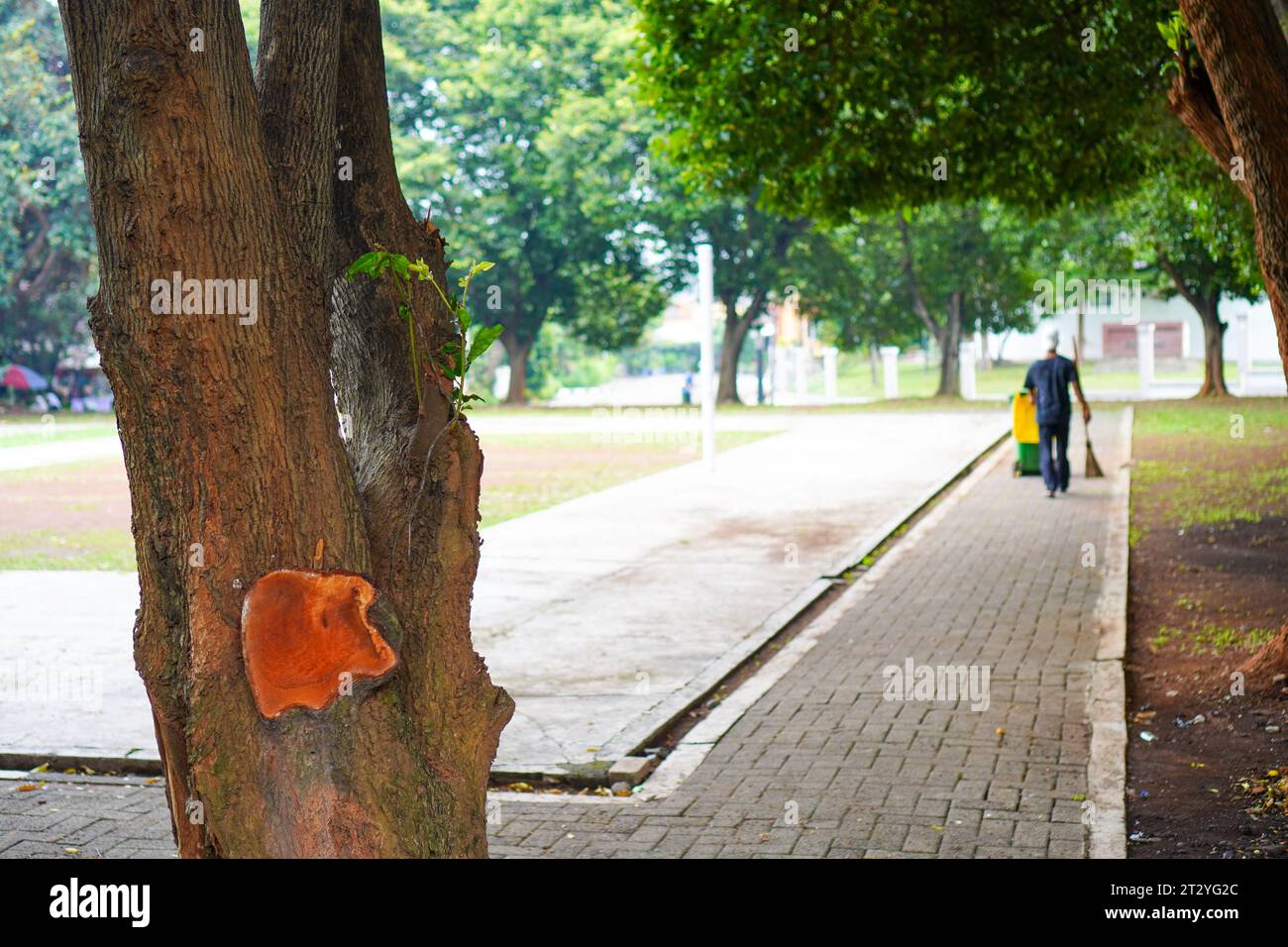 Refreshing Urban Greenery. Sweeper Walks Away in Clean Environment ...