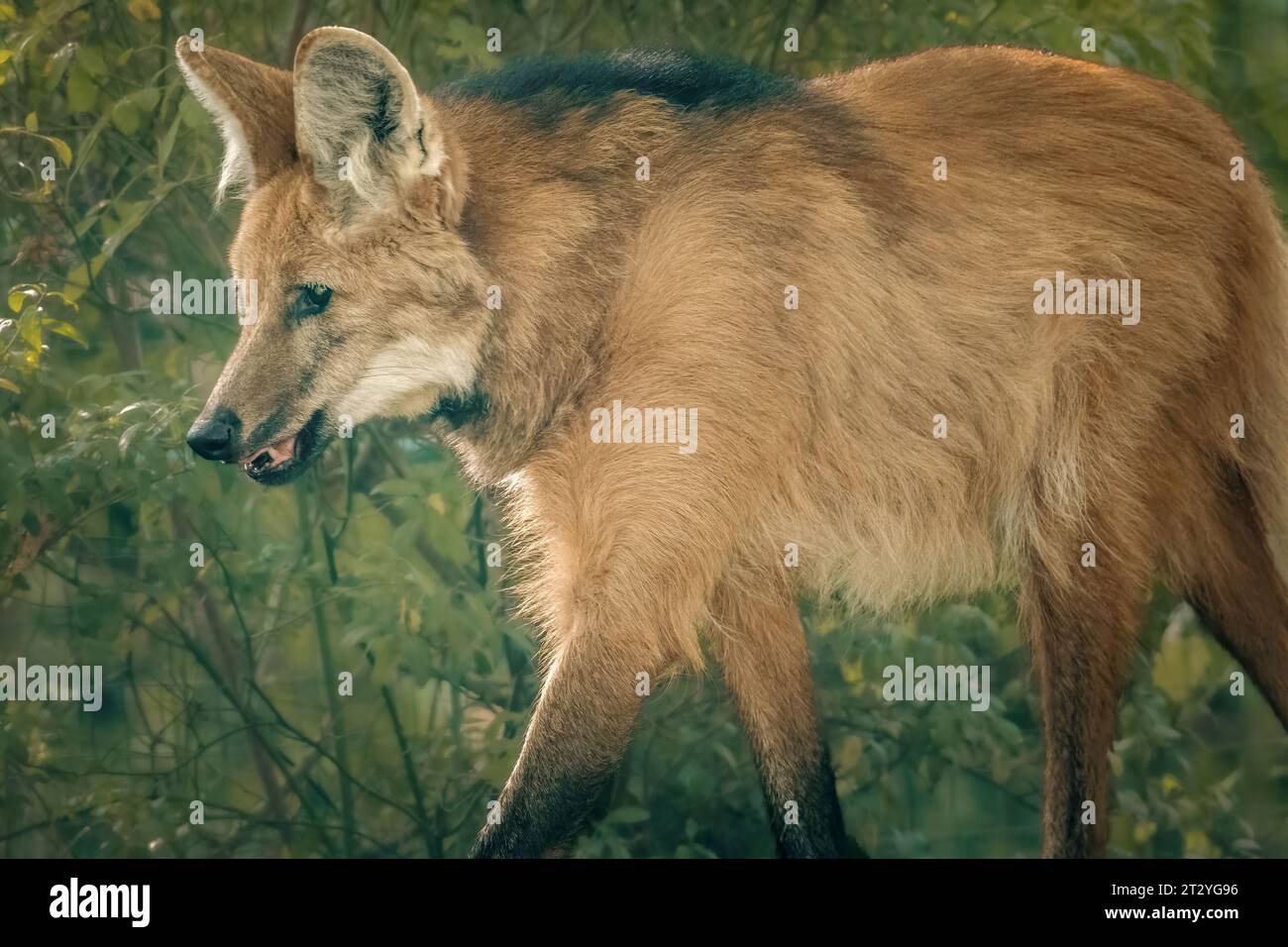 A majestic gray wolf stands in a grassy and wooded area, surrounded by ...