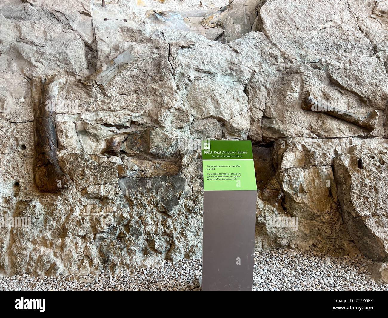 Vernal, UT USA - June 7, 2023: Ancient Dinosaur bones embedded in rock ...