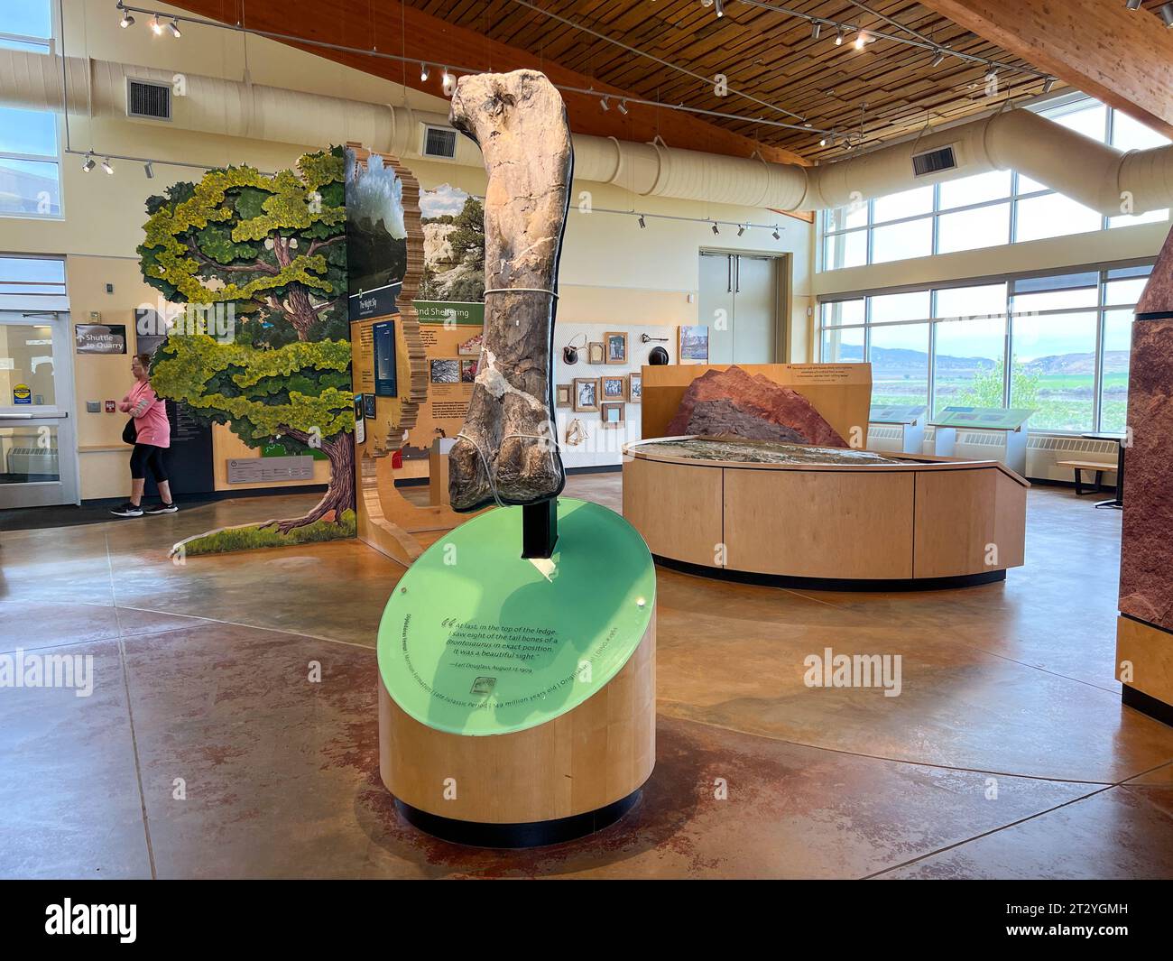 Deinonychus fossils hi-res stock photography and images - Alamy