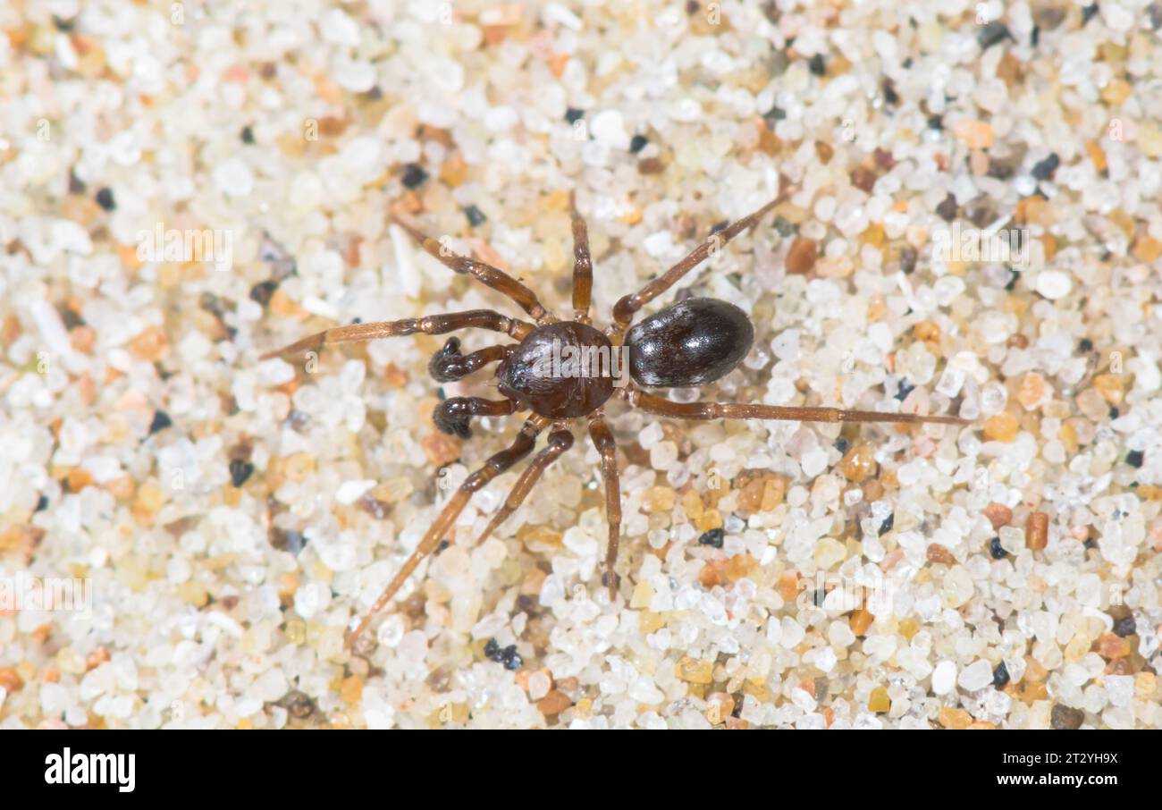 Ant Mimic Spider Male (Phrurolithus festivus), Phrurolithidae. Sussex ...