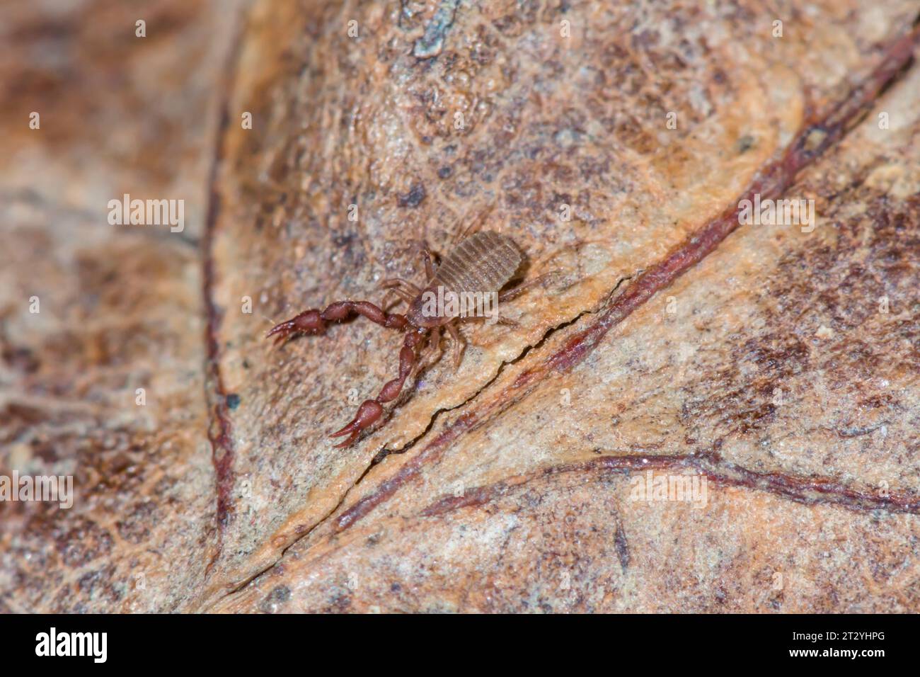 Compost chernes chelifer hi-res stock photography and images - Alamy