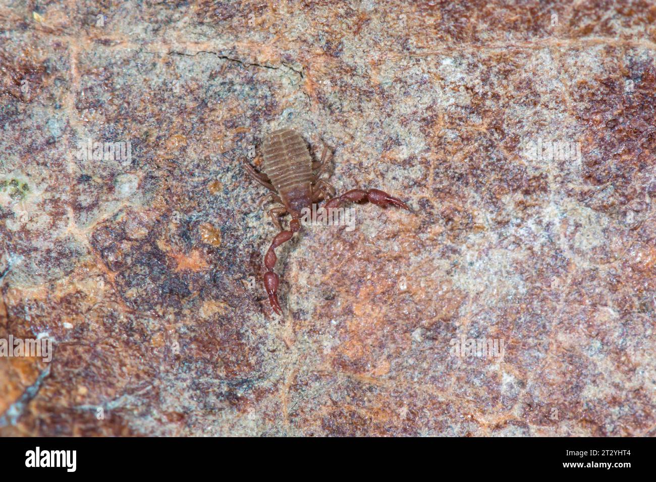 Compost chernes chelifer hi-res stock photography and images - Alamy