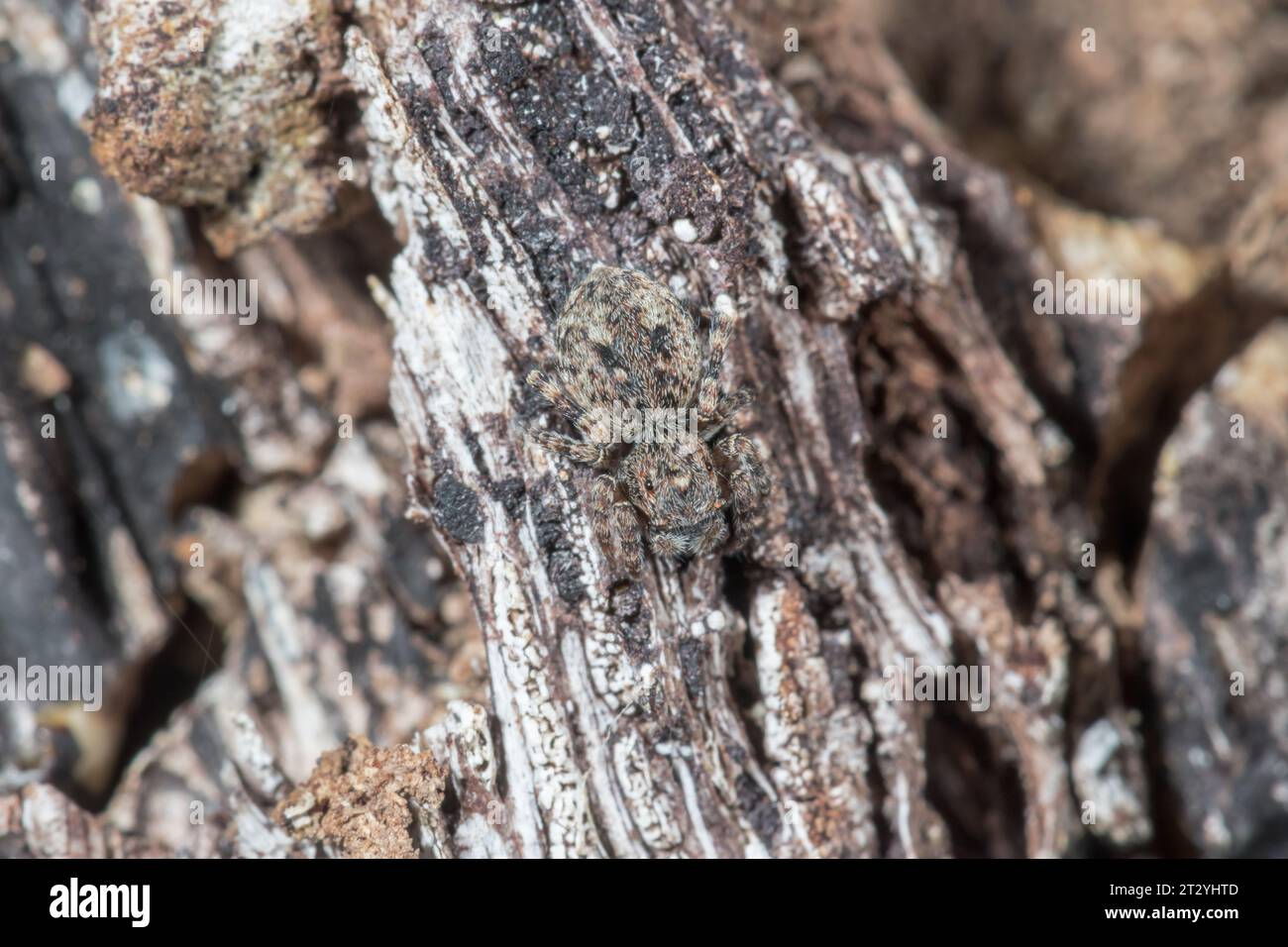 Attulus pubescens hi-res stock photography and images - Alamy