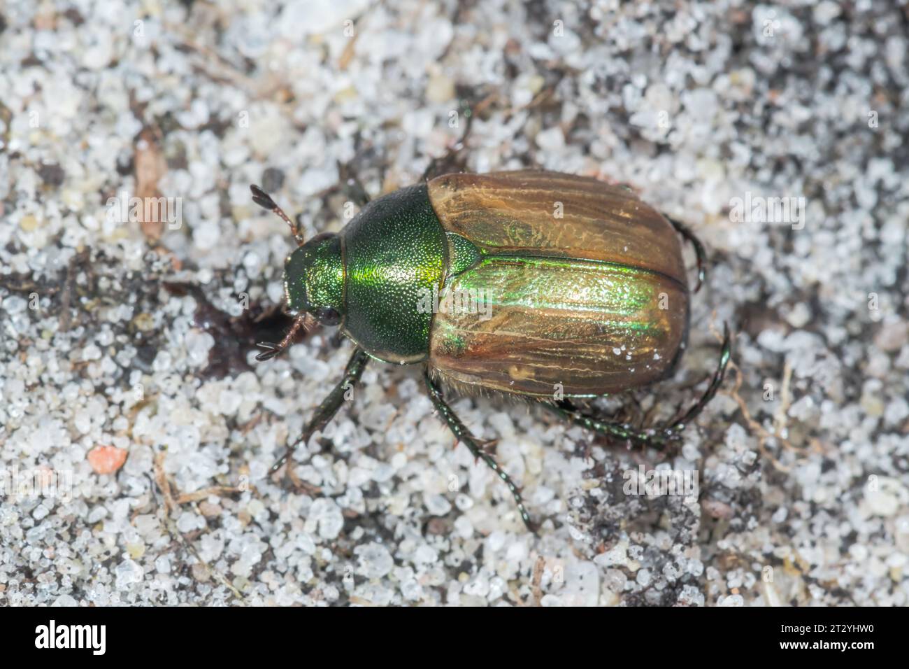 Dune Chafer Beetle (Anomala dubia), Scarabaeidae. Sussex, UK Stock ...