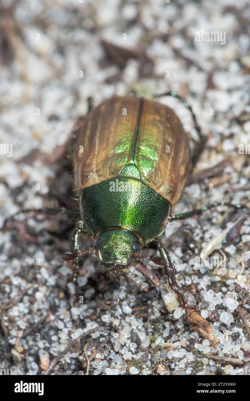 Dune Chafer Beetle (Anomala dubia), Scarabaeidae. Sussex, UK Stock ...