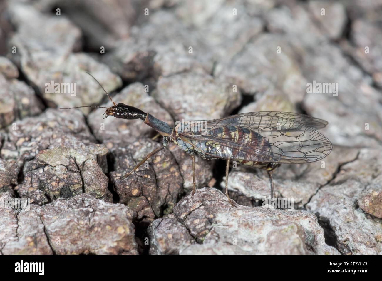 Female Snakefly ovipositing on Pine (Xanthostigma xanthostigma ...