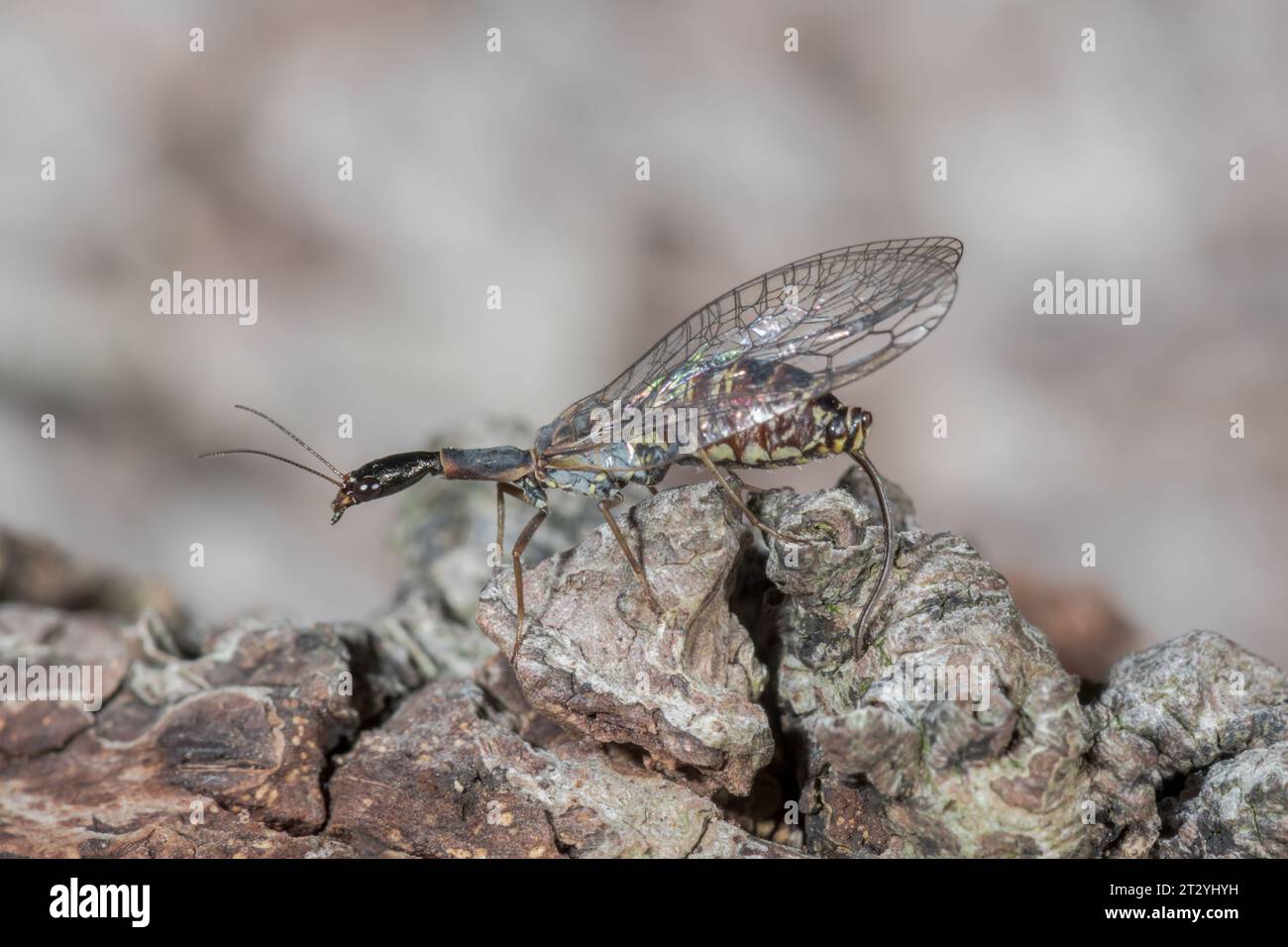 Female Snakefly ovipositing on Pine (Xanthostigma xanthostigma ...
