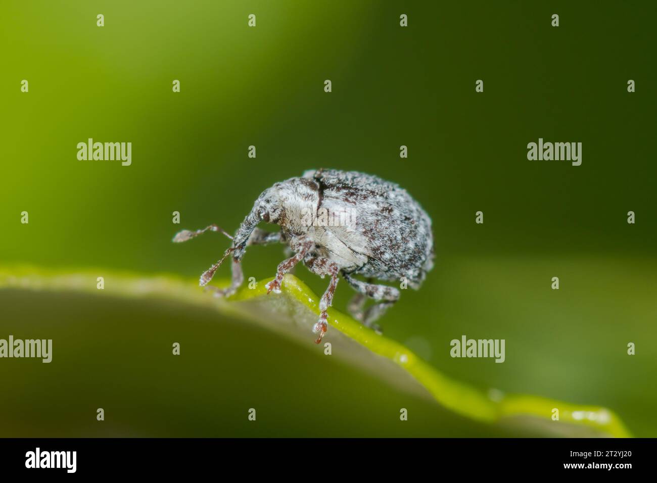 Figwort Weevil 3mm (Cionus alauda), CURCULIONIDAE. Sussex, UK Stock Photo - Alamy