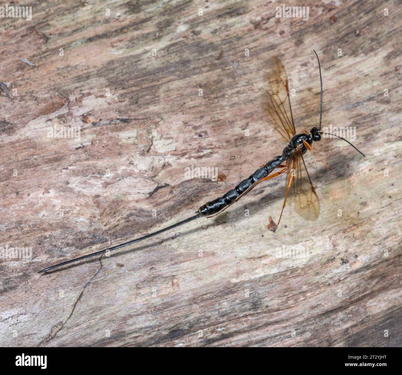 Large Parasitic Darwin Wasp taking off (Dolichomitus cf tuberculatus ...
