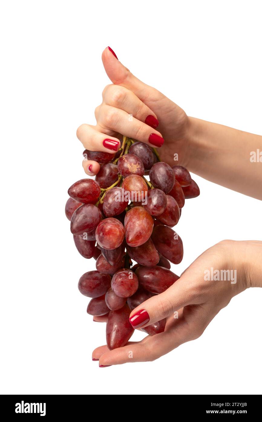 A sprig of red grapes in woman hands with red nail polish isolated on a ...
