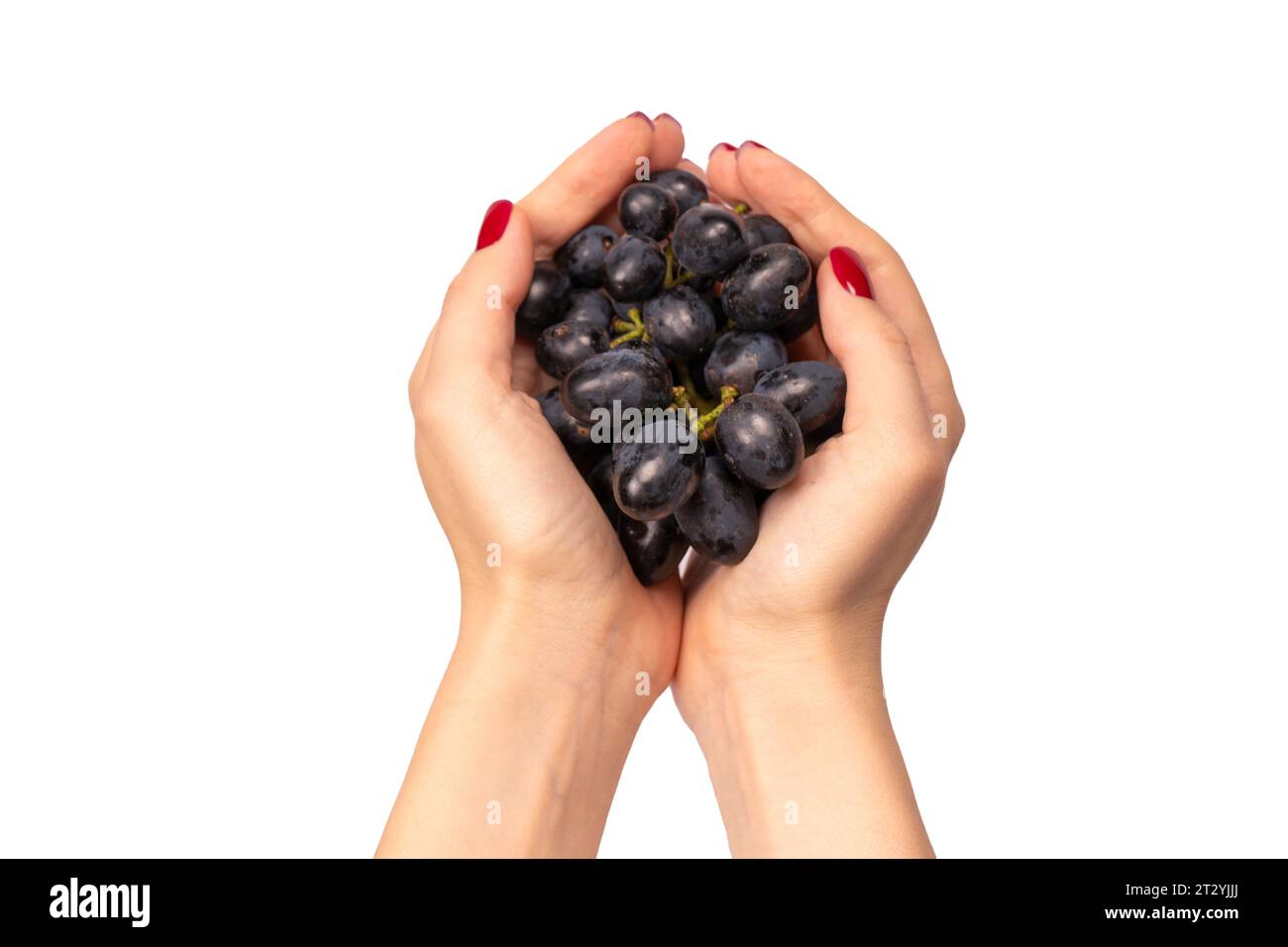 A sprig of red grapes in woman hands with red nail polish isolated on a ...