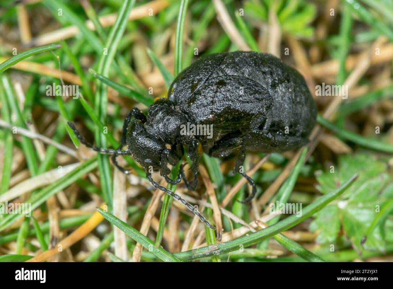 Olive oil beetle hi-res stock photography and images - Alamy