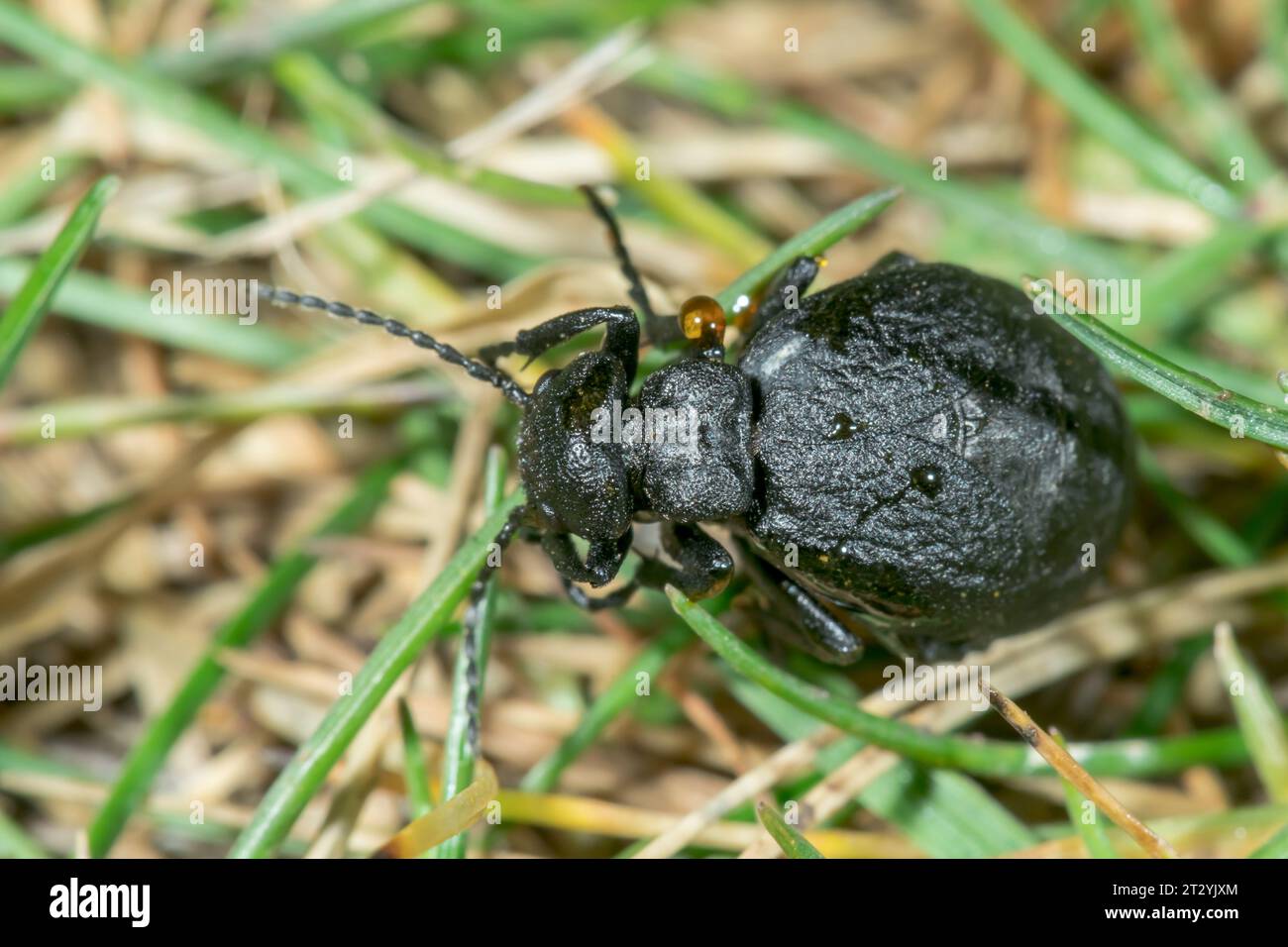 Oil beetles hi-res stock photography and images - Alamy