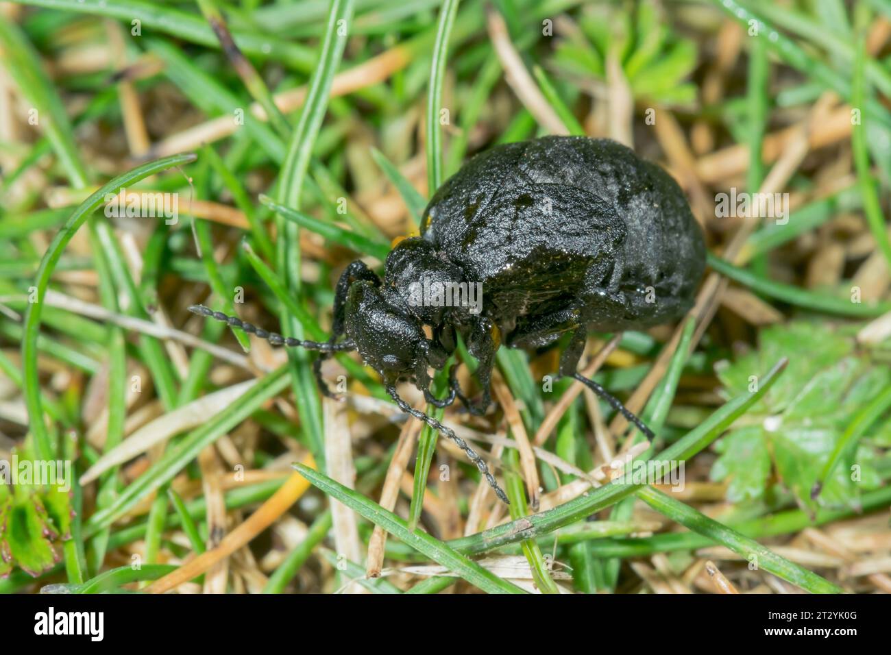 Oil beetle hi-res stock photography and images - Alamy