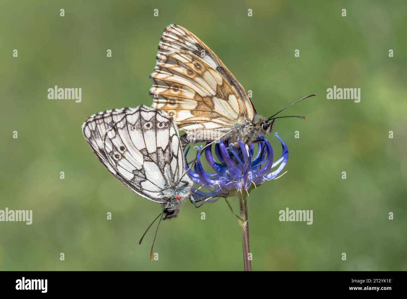 Paired Marbled White Butterflies (Melanargia galathea) Satyrinae ...