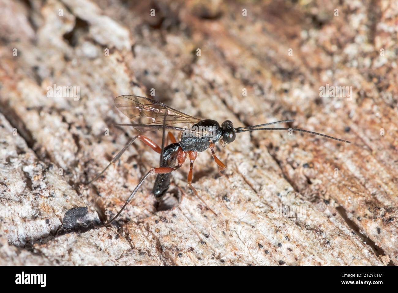 Parasitic Darwin Wasp ovipositing. Pimplinae, Ichneumonidae. Sussex, UK ...