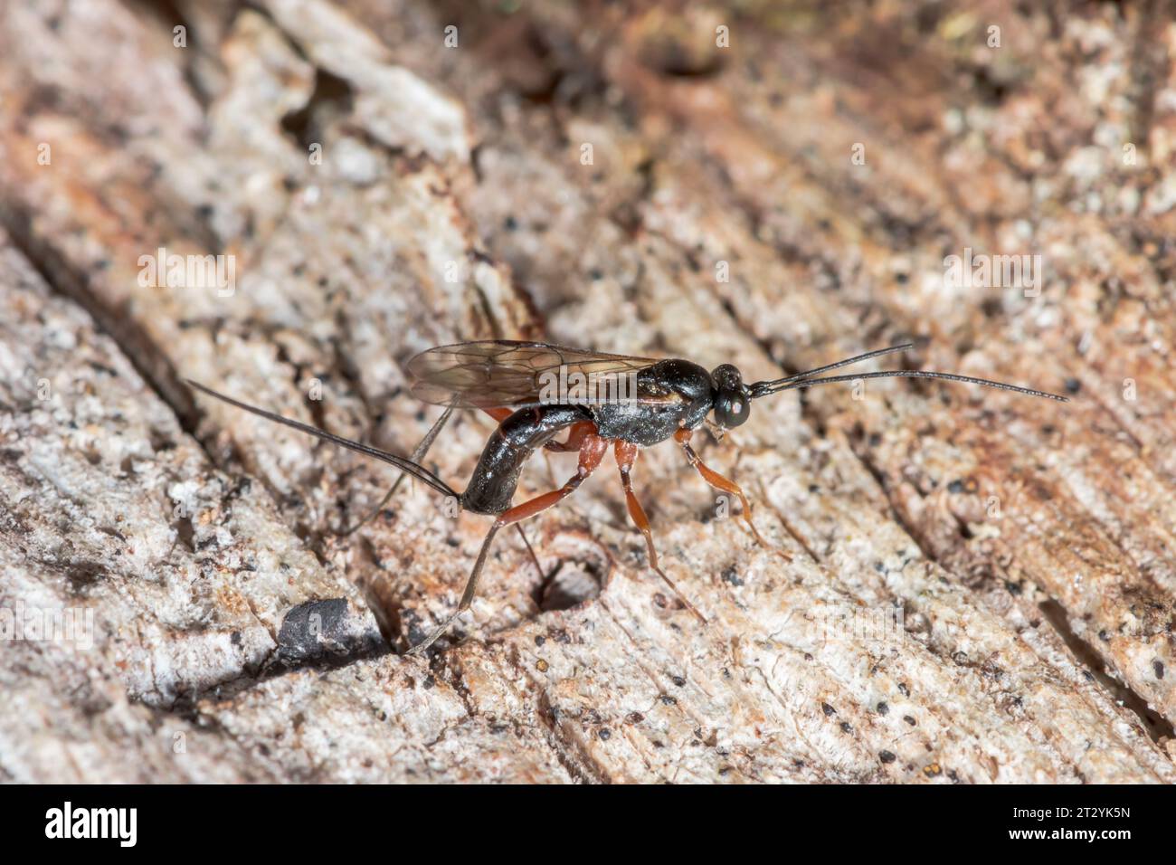 Ichneumonidae hi-res stock photography and images - Alamy