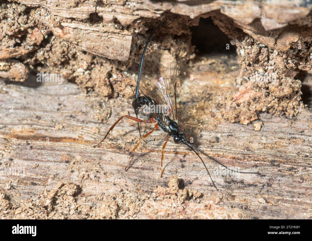 Parasitic Darwin Wasp ovipositing. Pimplinae, Ichneumonidae. Sussex, UK ...
