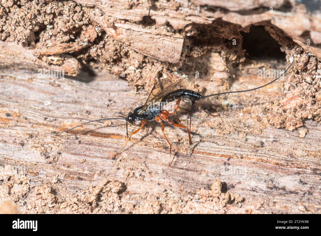 Parasitic Darwin Wasp ovipositing. Pimplinae, Ichneumonidae. Sussex, UK ...