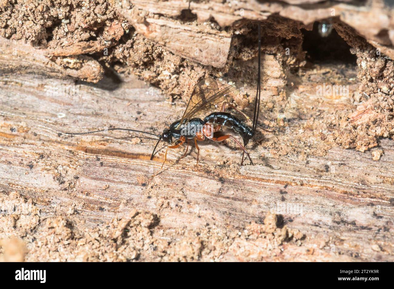 Parasitic Darwin Wasp ovipositing. Pimplinae, Ichneumonidae. Sussex, UK ...