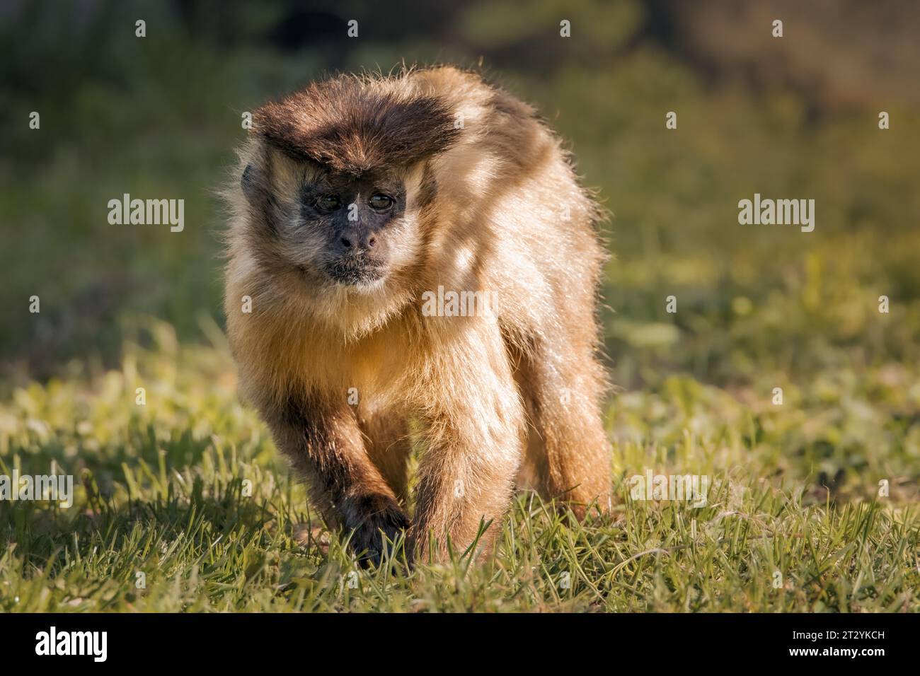 A close-up shot of a monkey walking on a grassy surface Stock Photo - Alamy